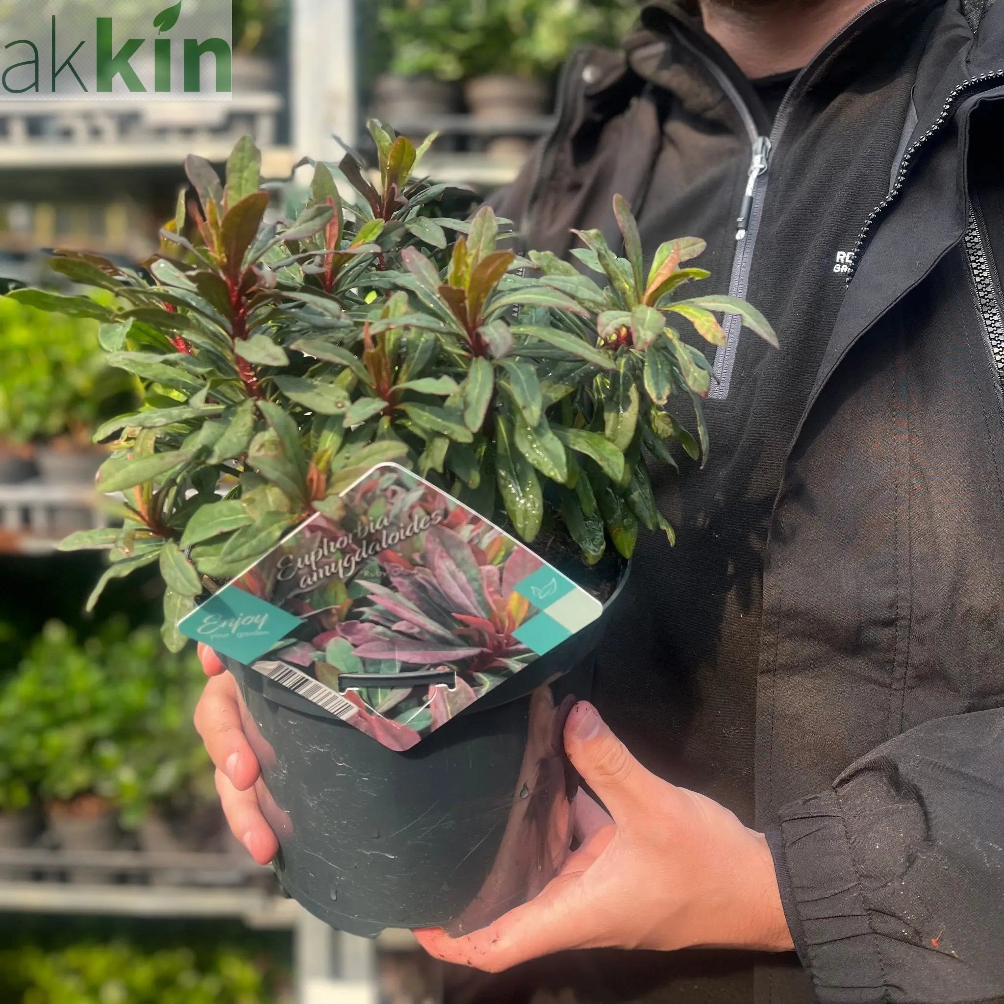 Euphorbia amygdaloides 'Ruby Glow' 3L - AK Kin Garden Supplies – House ...